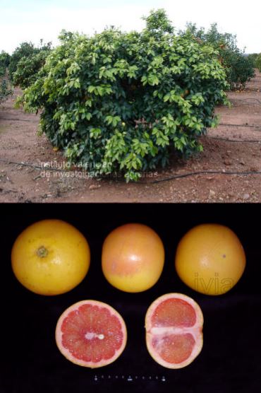 Star Ruby - Vivercitrus